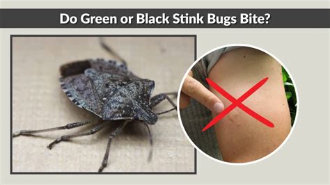 Do Stink Bugs Bite Myths Facts And What To Do If One Does