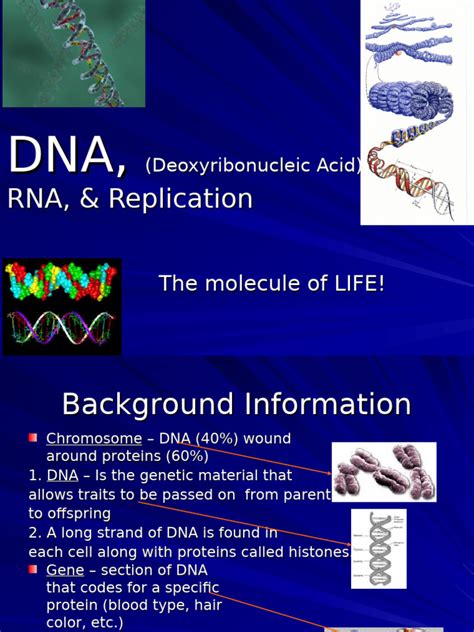 Dna Rna Replication And Mutations Pdf Dna Rna