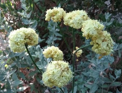 Eriogonum Nudum Ella Nelsons Yellow Linda Vista Native Plants