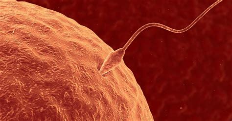 Could The Proteins Essential To Sex Cell Fusion Predate Sex Sib