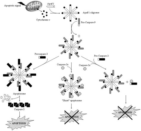 After Apoptotic Signal Cytochrome C Is Released From Mitochondria To Download Scientific
