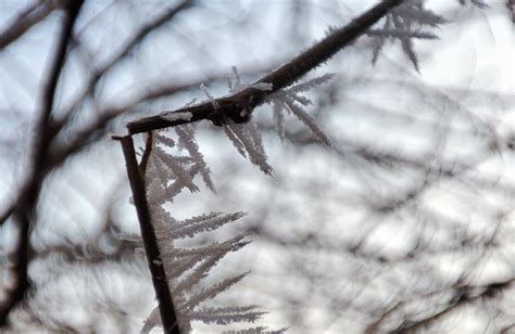 Наступного тижня у Полтаві синоптики прогнозують похолодання до 12°c вночі та сніг із дощем
