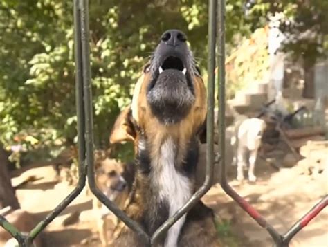 Денонощен тормоз Хора от блок в Монтана се оплакват от виещи кучета и котки затворени в