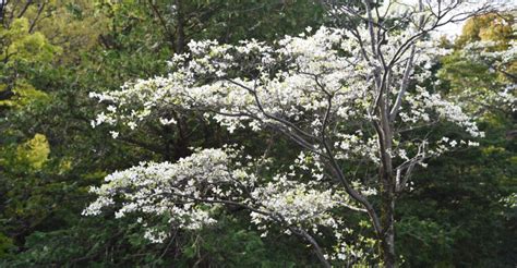 8 Small Native Trees That Are Perfect For North Carolina Front Yards