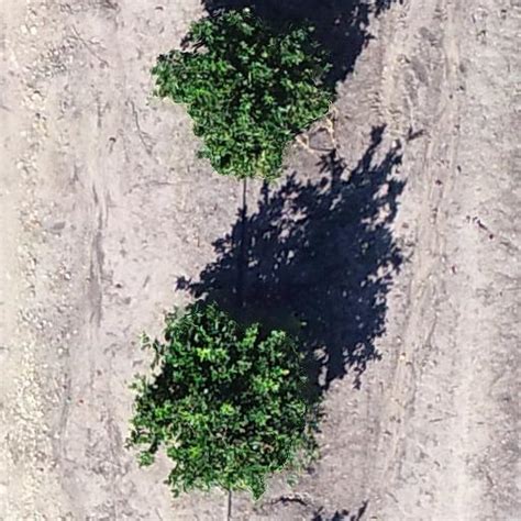 Aaa Object Detection Dataset By Ficus