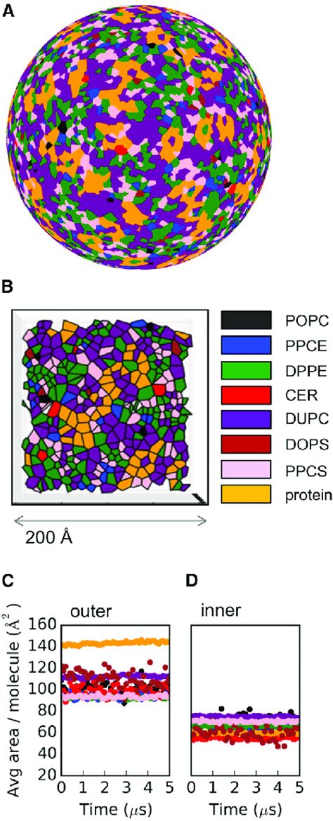 Lipid Surface Areas Dengue Virion Outer Leaflet Spherical Voronoi Download Scientific Diagram