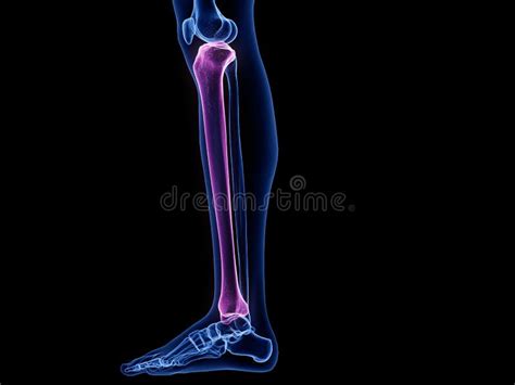 The Tibia Bone Stock Illustration Illustration Of Skeletal 155220409