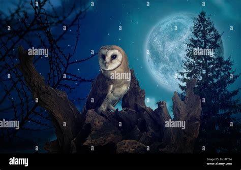 Owl On Tree In Dark Forest Under Starry Sky With Full Moon At Night