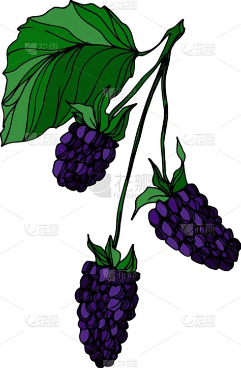 黑刺莓 黑白图片 健康食物 菜单 配方 清新 食品 壁纸 餐馆 水果素材 花瓣网