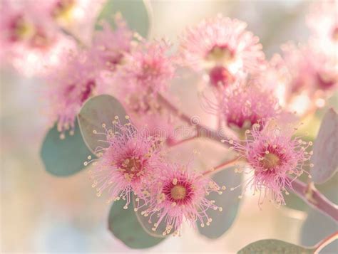 Australian Pink Eucalyptus Blossoms Close Up Of Eucalyptus Flowers