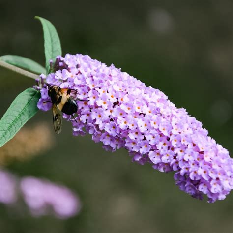 Which Buddleia Is Best For You The Jungle Collective