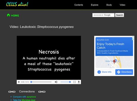 Cells Alive Video These Streptococci Kill White Cells Instructional