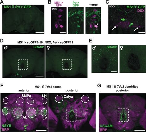 Identification Of Octopaminergic Neurons That Modulate Sleep