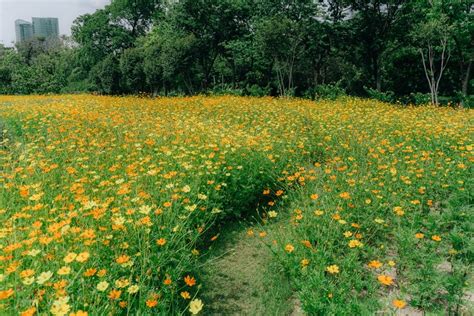 ทุ่งดอกคอสมอส สวนรถไฟ งดงามเหลืองอร่าม บานสะพรั่ง