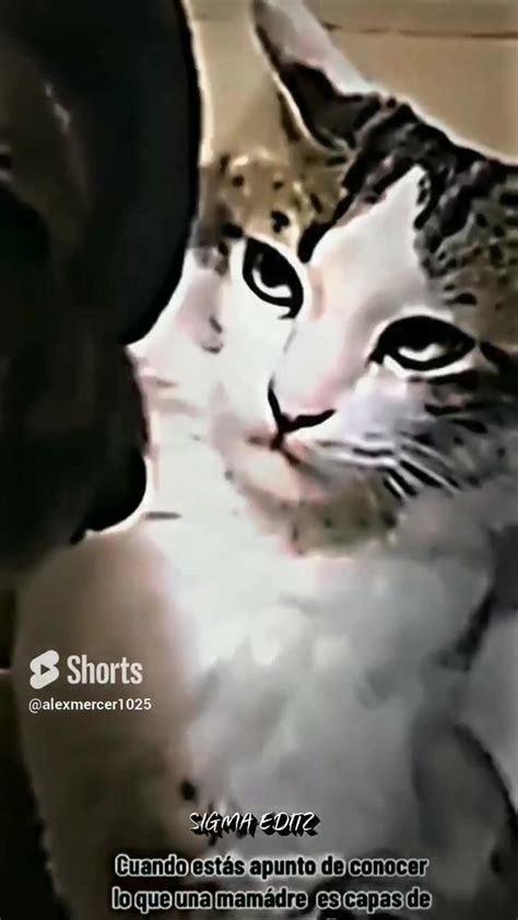 Sigma Cat One News Page Video