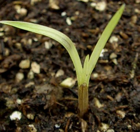 Yellow Nutsedge Weed Identification Guide For Ontario Crops Ontarioca
