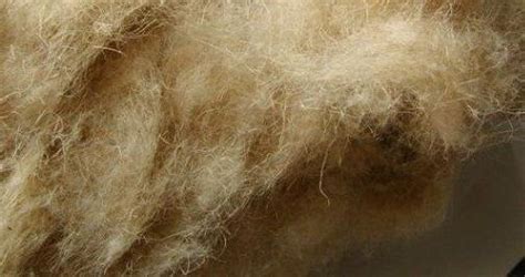 Detalle De La Fibra Textil Sin Hilar Ni Tintar Download Scientific