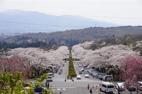 富士霊園の桜 小山町議会議員 室伏辰彦