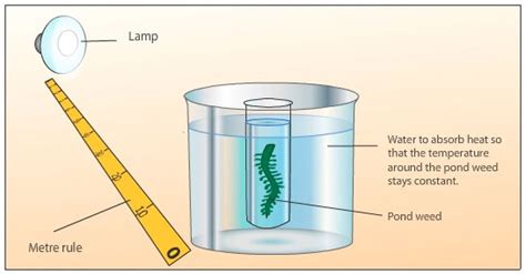 Factors Affecting The Rate Of Photosynthesis Pass My Exams Easy Exam Revision Notes For Gsce