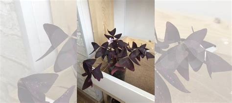 Кислица оксалис купить в Хабаровске Товары для дома и дачи Авито