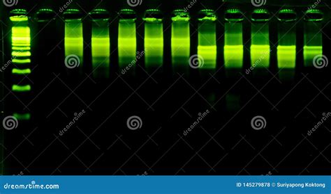 The Science Dna Analysis By Pcr Rflp Of Apis Mellifera By Gel Electrophoresis Pcr Band Of Honey
