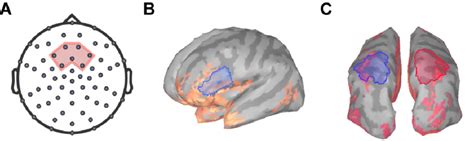 Regions Of Interest For Trf And Frequency Analysis The 7 Frontocentral