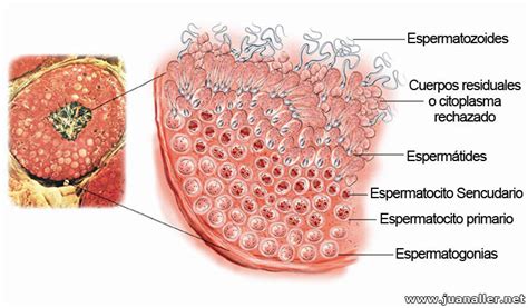 Escroto y los testículos