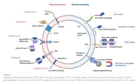 Figure 1 From Application Of Engineered Extracellular Vesicles To Overcome Drug Resistance In
