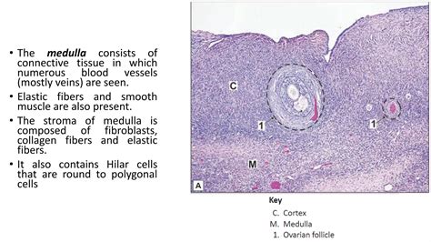 Histology Of Female Reproductive System Pptx