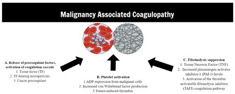 Cancers Free Full Text The Hypercoagulable Profile Of Patients With