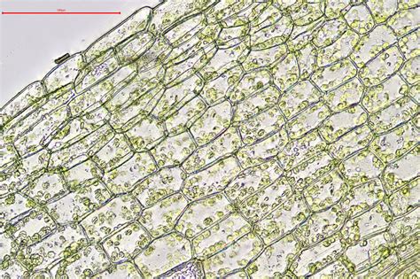 Physcomitrium Sphaericum British Bryological Society