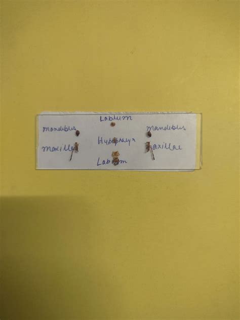 Tanisha Deka On Linkedin Dissection Of The Mouthparts Of Cockroach