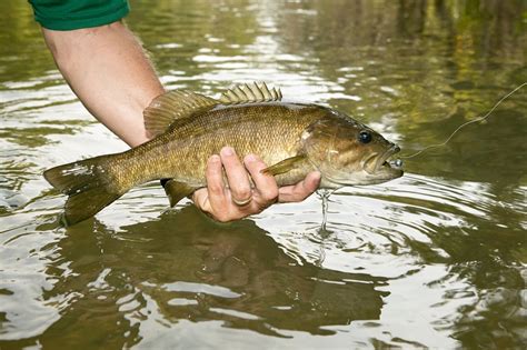 Smallmouth Bass