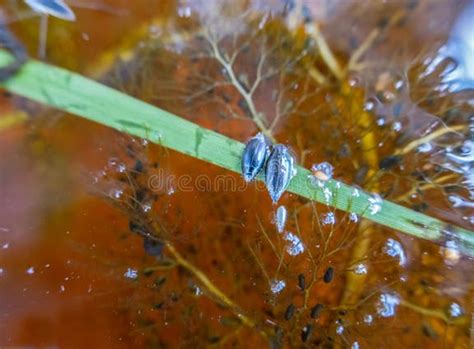 A Section Of A Pond And Two Insects Stock Image Image Of Bivalves