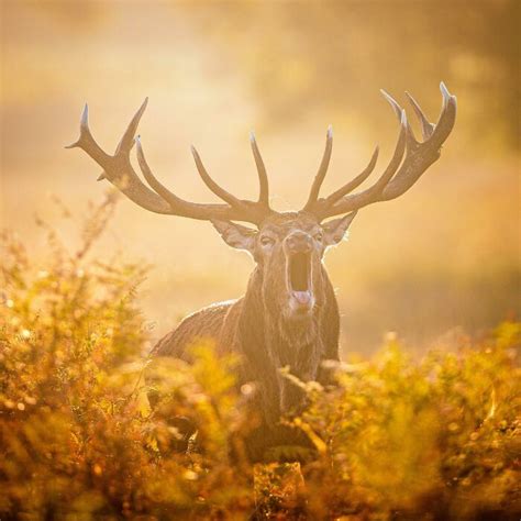 30 Stunning Wildlife Pics To Show You How Amazing Nature Is Bored Panda