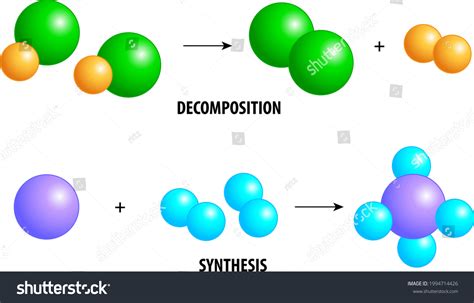 Vektor Stok Different Reaction Types Decomposition Vs Synthesis Tanpa