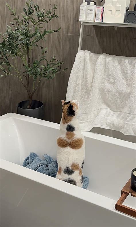 My Rescue Cat Also Has Some Interesting Markings Rcats