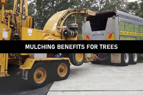 Mulching Benefits For Trees Tall Timbers Tree Services