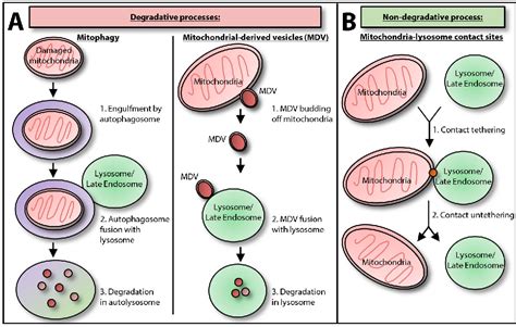 Figure 1 From Regulation And Function Of Mitochondria Lysosome Membrane
