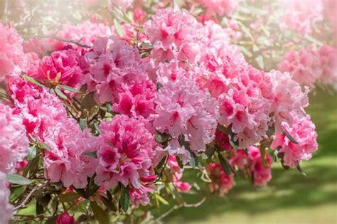 Expert Advice On Reviving Hydrangeas That Have Started To Die Three