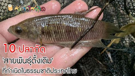 10 ปลากัด สายพันธุ์ดั้งเดิม ที่กำเนิดในธรรมชาติประเทศไทย ปลาไทย Youtube