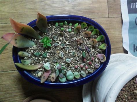 다육식물종류 잎꽂이 다육 잎꽂이 번식 잎꽂이과정 다육식물키우기 다육식물종류 키우는 방법 네이버 블로그