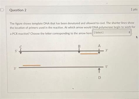 Solved The Figure Shows Template DNA That Has Been Denatured Chegg Com