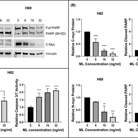 Forced Expression Of Myc Sensitizes Sclc Lines To Ml A Immunoblot Of Download Scientific