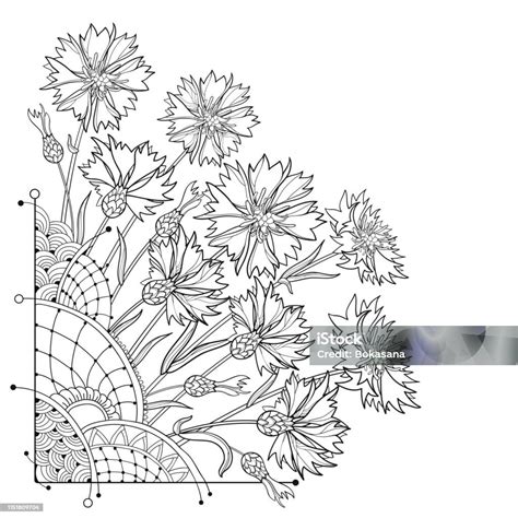 개요 수레 국화 또는 배낭 또는 센타 우 레 아 꽃 흰색 배경에 고립 된 검은 색 꽃 봉 오리와 잎 벡터 코너 부케 수레국화에