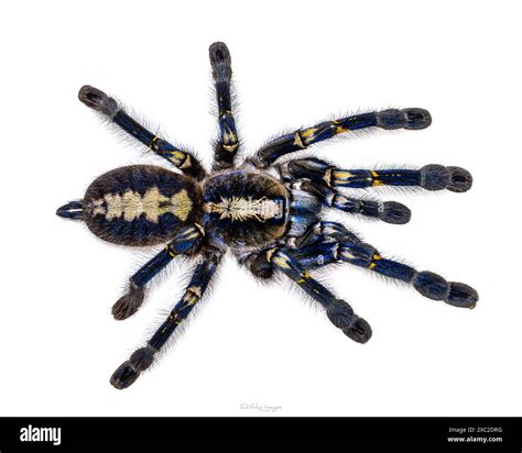 Poecilotheria Metallica Banque Dimages Détourées Alamy