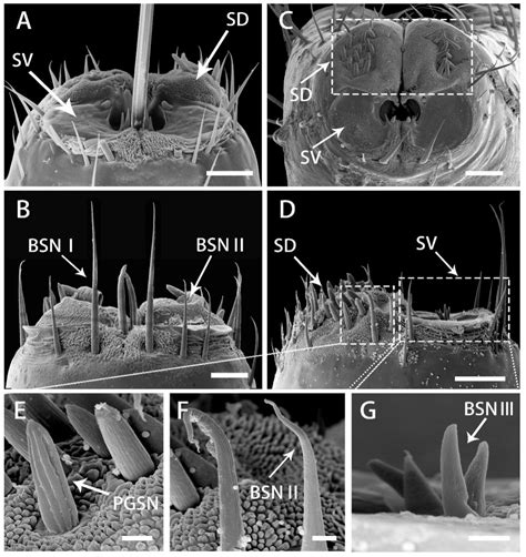 Fine Structural Morphology Of The Mouthparts Of The Polyphagous