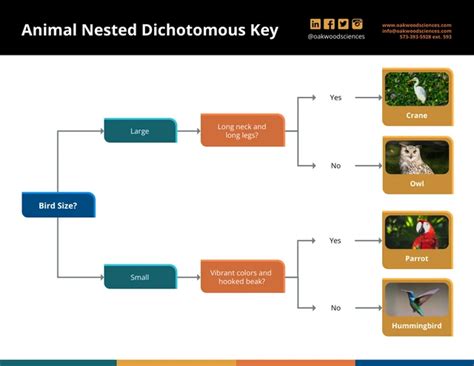 What Is A Dichotomous Key And How To Make One Venngage