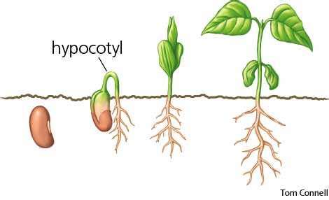 Hypocotyl Dictionary Definition Hypocotyl Defined