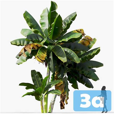 Tree Sketchup Model 3d Library